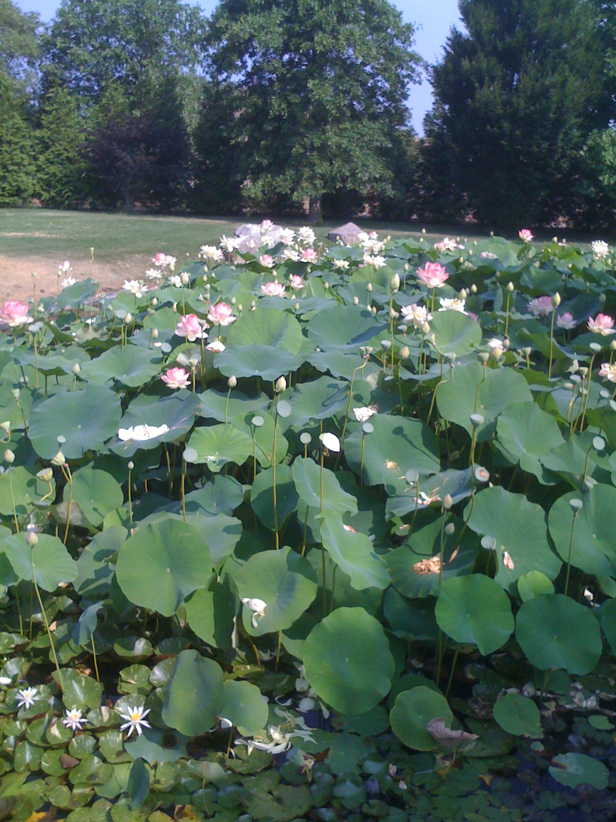 Unique Wedding Venue - The Lotus Pond - North Fork Long Island